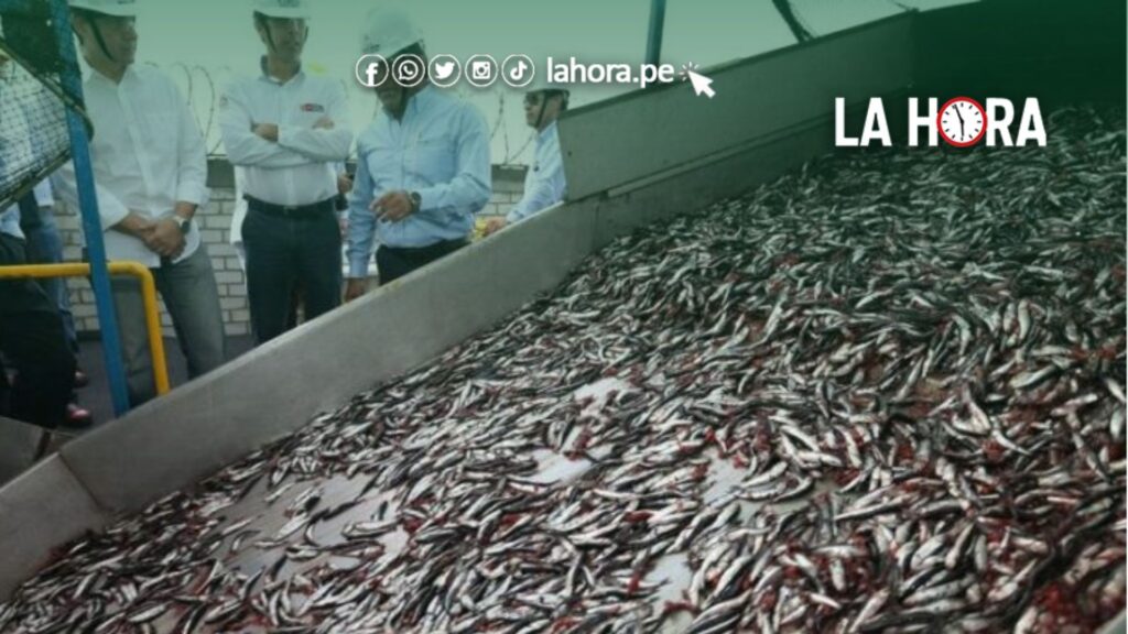 Temporada 2024 De Pesca De Anchoveta Aportará 0 5 Al Pbi Al Perú